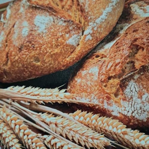 PANINI INTEGRALI • Neperos