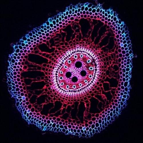 Alife Digest Number 062 • Neperos