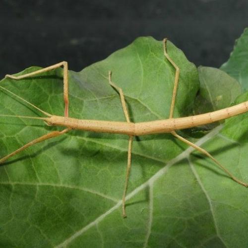 Phasmatodea Neperos Journal