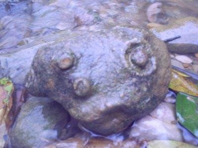 Expedition to the Pyramids of Pantiacolla • Neperos