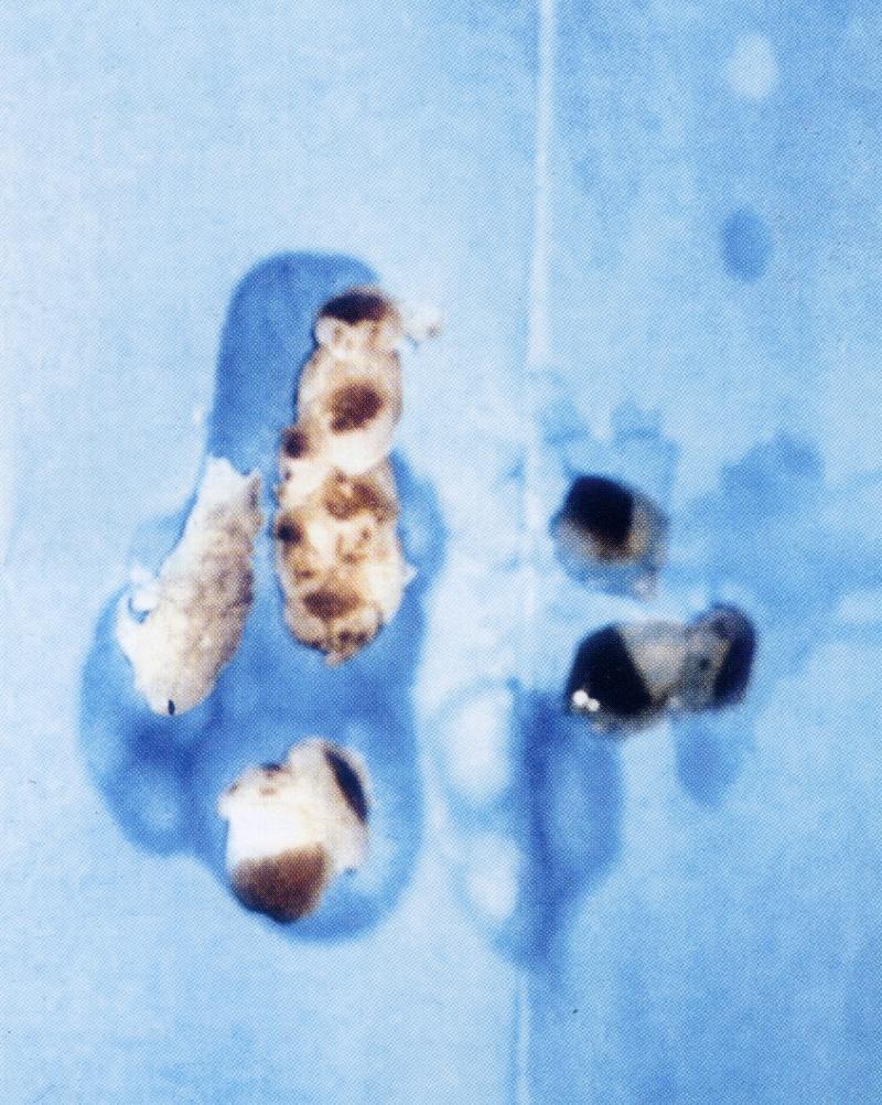 HOMO SAURUS: a freshwater alien • Neperos