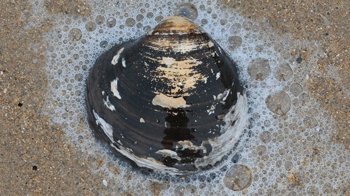 The mystery of Ming: the longest-lived mollusk in history • Neperos