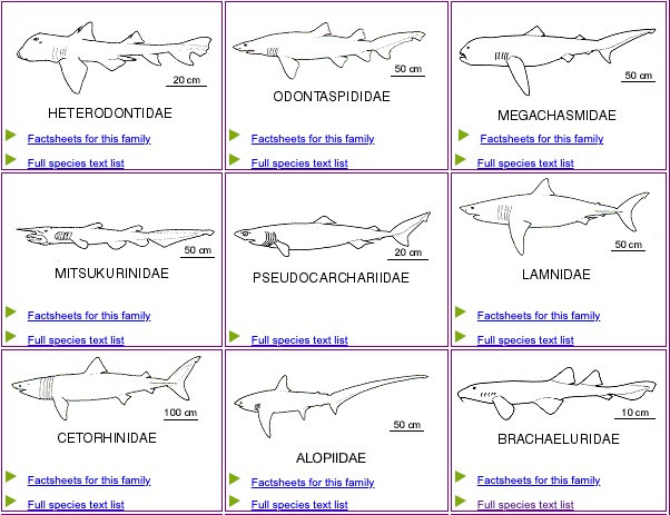 How to identify a fish • Neperos