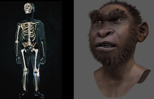 Fossils that have allowed us to (partially) reconstruct human evolution ...