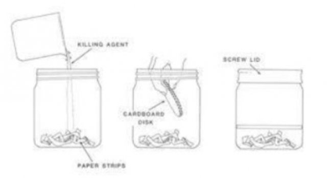 Collecting insects (part 1) • Neperos