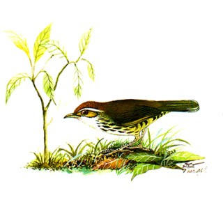 Puff-throated Babbler (Pellorneum ruficeps) • Neperos