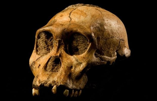 Fossils That Have Allowed Us To Partially Reconstruct Human Evolution 6270