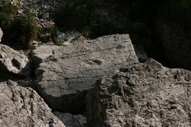 Italian dinosaurs • Neperos