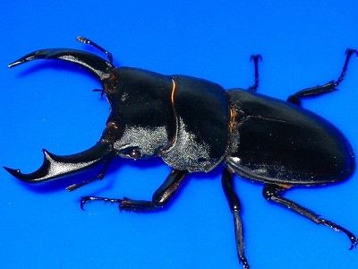 Dorcus Schenklingi • Neperos