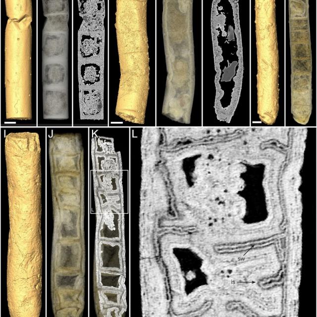 Three-dimensional preservation of cellular and subcellular structures ...