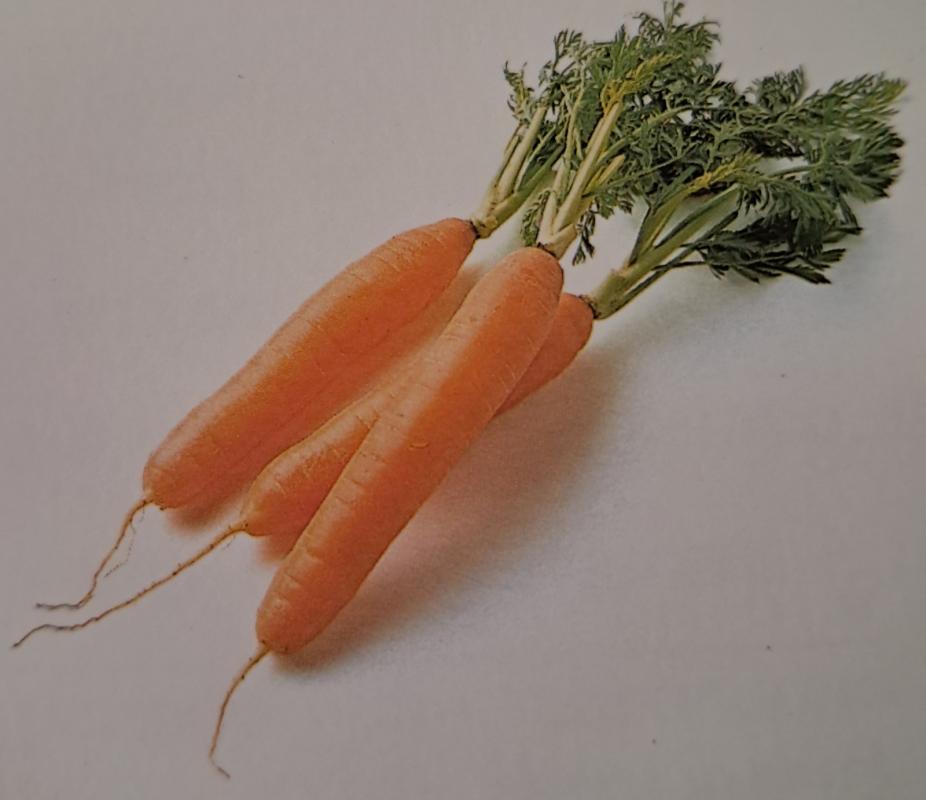 IMPASTO ALLA CAROTA • Neperos