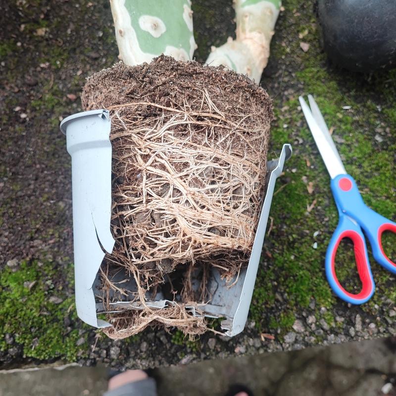 Repotting succulent Opuntia ficus-indica • Neperos